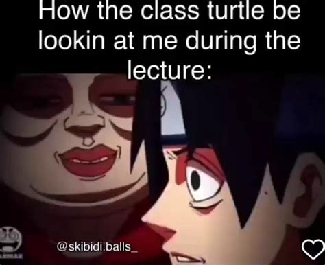 How The Class Turtle Be Lookin At Me During The Lecture I Balls Ifunny