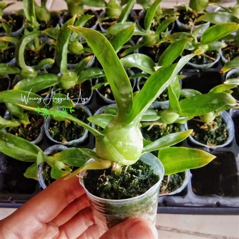 Jual Seedling Anggrek Grammatophyllum Widarakandang Shopee Indonesia
