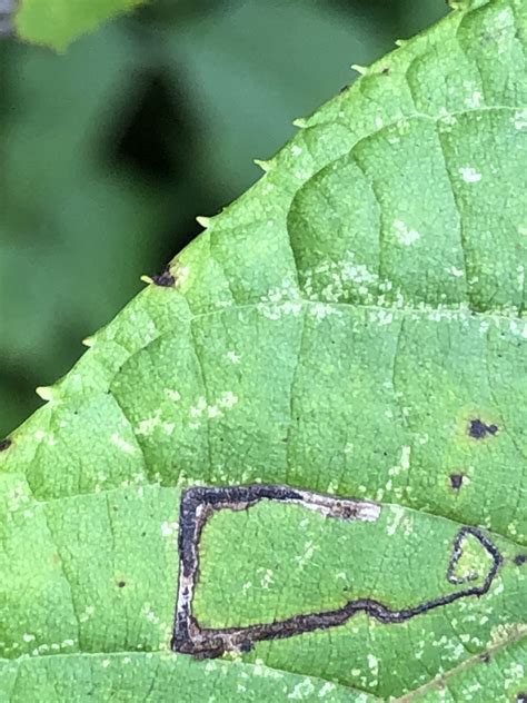 Media Of Pecan Serpentine Leafminer Moth Maryland Biodiversity Project