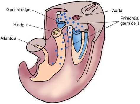 Anatomy And Embryology Of The Male Reproductive Tract And Gonadal