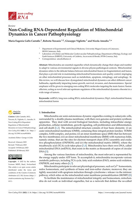 Pdf Non Coding Rna Dependent Regulation Of Mitochondrial Dynamics In
