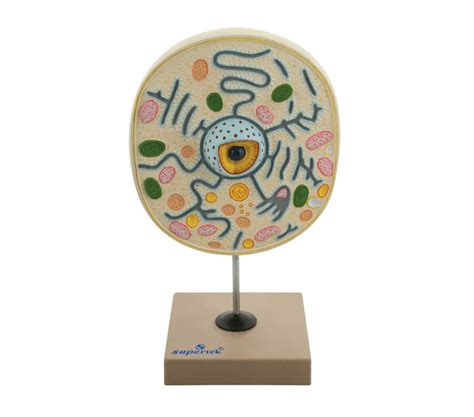 Buy Typical Plant Cell Model 3d Educational Tool For Botany Labs