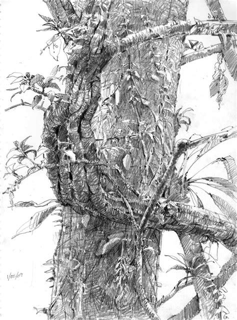 Rainforest Tree Sketch At PaintingValley Com Explore Collection Of Rainforest Tree Sketch