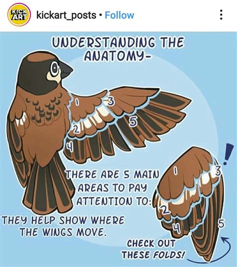 1 3 Wings Art Reference Photos Drawing Tutorial Bird Drawings