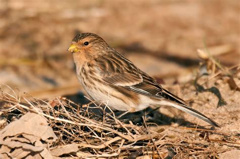 Common Linnet Twite And Lesser Redpoll Photo Id Guide Birdguides