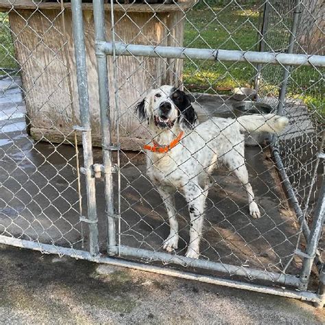 English Setter For Sale