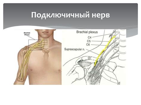 Спиномозговые нервы - презентация онлайн