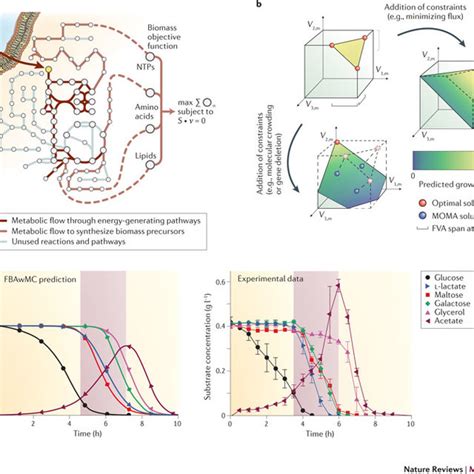 Flux Balance Analysisa In Flux Balance Analysis Fba A Cellular Download Scientific