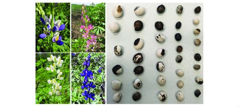 Phenotypic Variation In Flowers And Seeds Of L Mutabilis Download Scientific Diagram