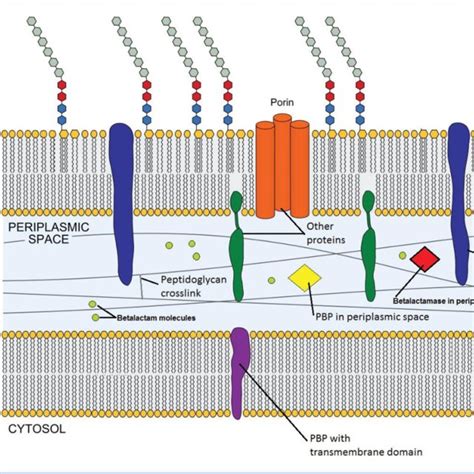 The Gram Negative Cell Wall With Location Of Two Different