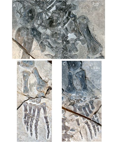 摇 The Pelvic Girdle And Hindlimbs Of Miodentosaurus Brevis Zmnh
