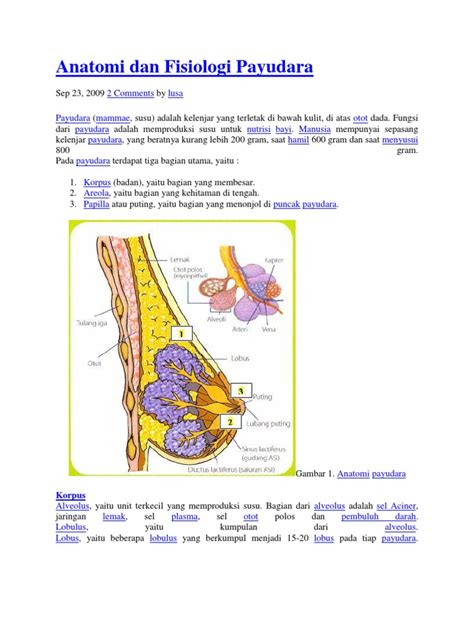 Anatomi Dan Fisiologi Payudara Pdf Kesehatan Holistik