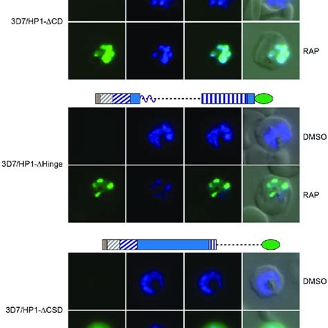 Subcellular Localization Of Pfhp1 Truncation Mutants Representative