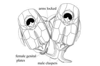Photos First Sex Revealed In Fossilized Square Dancing Fish Live Science