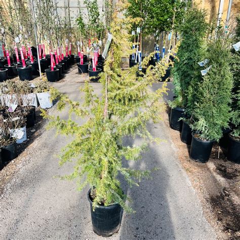 Juniperus Kalebab At Anita Fortner Blog