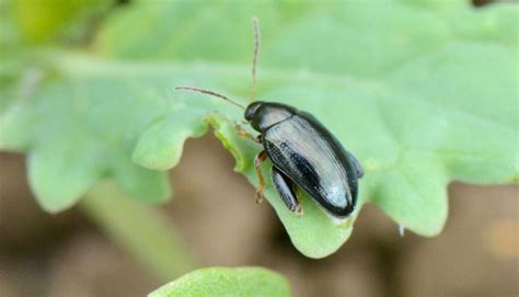 Osr Monitoring Network Strengthened To Help Predict Csfb Migration