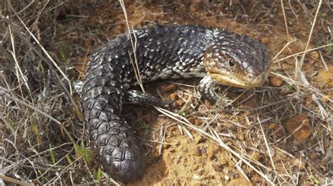 Bobtail Lizard • Rewild Perth
