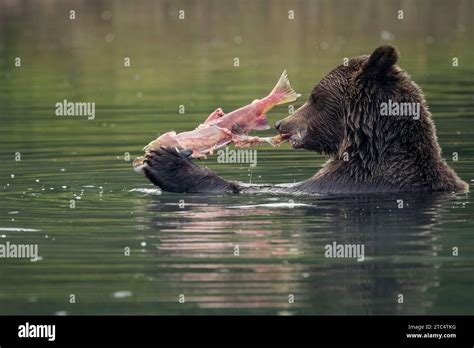 Grizzly Bear Stripping Skin Off A Salmon Carcass Chilko Lake Bc Stock