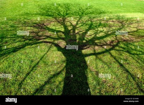 Shadow Of Tree High Resolution Stock Photography And Images Alamy