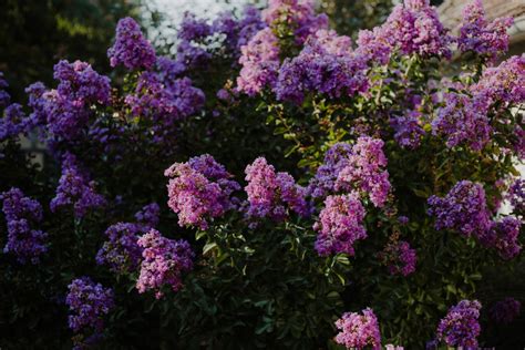 Imagem Gratuita Roxo Lilás árvore Jardim De Flor Flores Jardim