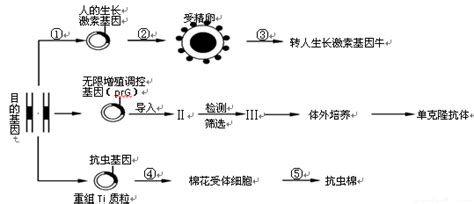 68． 06模拟 北京崇文高三上期末 34．[生物 生物技术实践] 腐乳是我国古代劳动人民创造的一种经过微生物发酵的大豆食品 腐乳味道鲜美 易于消化吸收 所以一直受到人们的喜爱 请结合腐乳