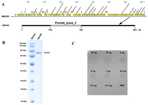 Identification And Characterization Of Capsule Depolymerase Dpo48 From