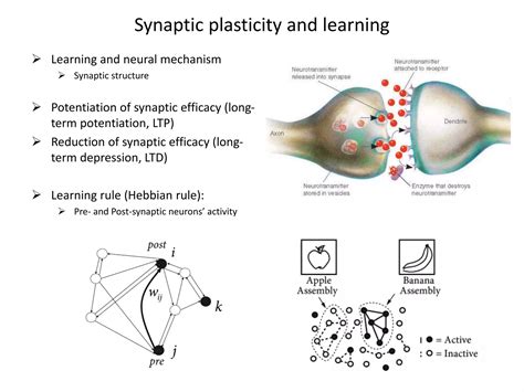 Ch 19 Synapticplasticity Ppt
