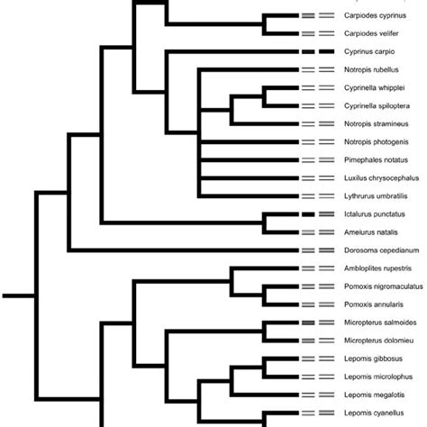 Variance Covariance Matrix Of A Generalized Phylogenetic Tree Variance Download Scientific