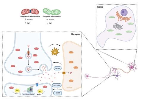 Healing Passion On Linkedin Synaptic Mitochondria And Fatty Acid