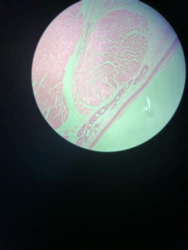 Histology Practical 2 Flashcards Quizlet