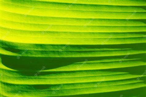 Premium Photo Macro Banana Leaf Texture Banana Leaf Background Abstract Of Banana Leaf Background