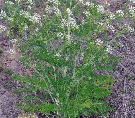 Conium Maculatum Flora Of Eastern Washington And Adjacent Idaho