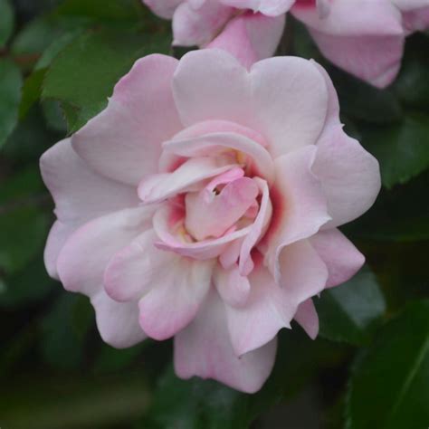 Rosa Angel Eyes Floribunda L Coolings Garden Centre