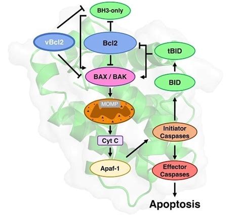 Bcl 2 Pathway