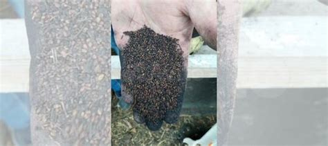 Семена люцерны купить в Сальске Товары для дома и дачи Авито