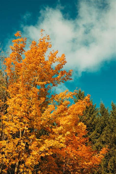 10월 가을 가을 색 경치 계절 계절의 변화 고요한 기후 나무 나뭇잎 다채로운 단풍 단풍 나무 떨어지다 맑은 공기 밝은 북미 선명한 수직