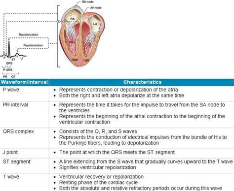 Explain What The Different Ekg Waveforms Represent