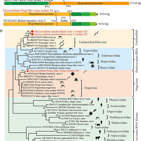 The Genomic Structures And Evolutionary Relationships Of The Newly Download Scientific Diagram