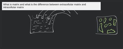 What Is Matrix And What Is The Difference Between Extracellular Matrix An