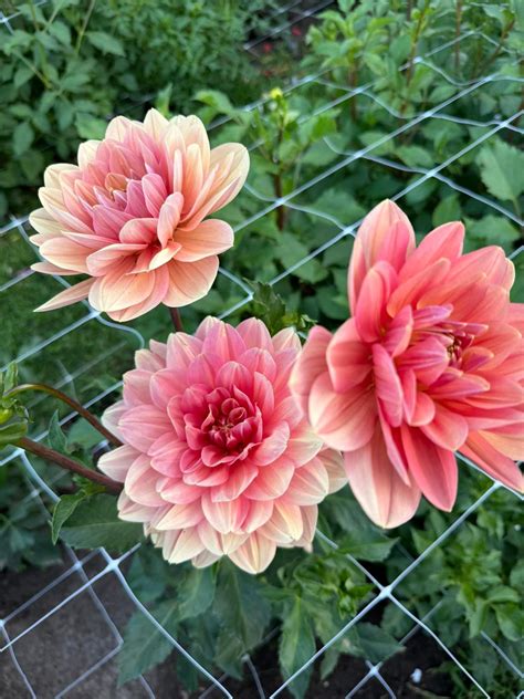 Our Story Summer Meadow Dahlia Farm Waverly Iowa