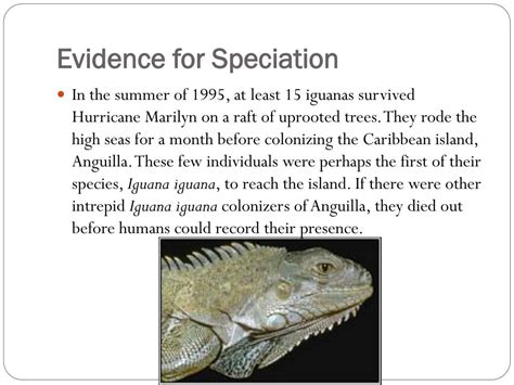 Ppt Presentation On Speciation Powerpoint Presentation Free Download Id2011669
