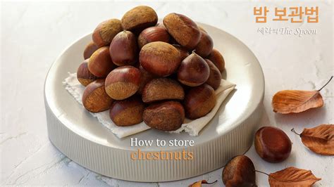 밤 보관법알밤 벌레없이 생밤 오래 밤보관하는법밤보관방법햇밤 냉장 보관법 Youtube
