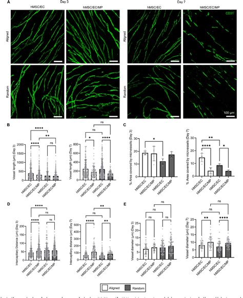 Figure 2 From Perfusability And Immunogenicity Of Implantable Pre Vascularized Tissues