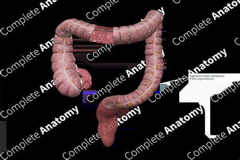 Sigmoid Colon Anterior Complete Anatomy