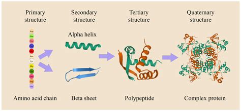 Hierarchy Of Protein Structures Download Scientific Diagram