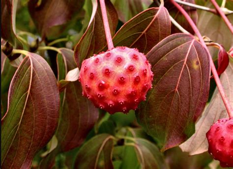 Learn With Pftp — Portland Fruit Tree Project