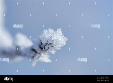 Ice Crystals Formed On A Branch And Point In All Directions Structural And Bizarre Shapes Were