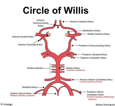 Circle Of Willis Neurology Basic Anatomy And Physiology Medical Anatomy Circle Of Willis
