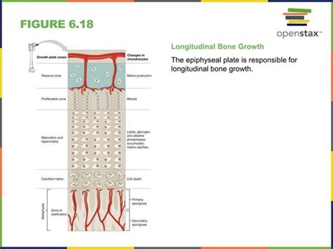 Open Stax Anatomy Physiology Ch PPTX