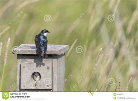 Tree Swallow Stock Photo Image Of Swallow Nesting Wildlife